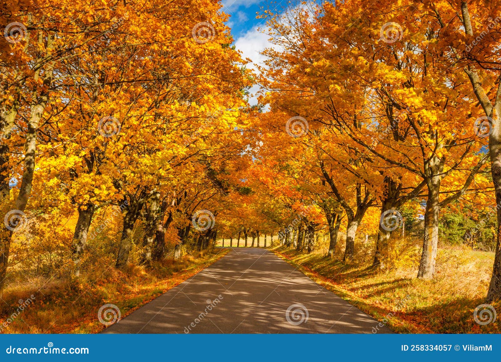 Road Lined with Colored Trees at Autumn Stock Image - Image of october ...