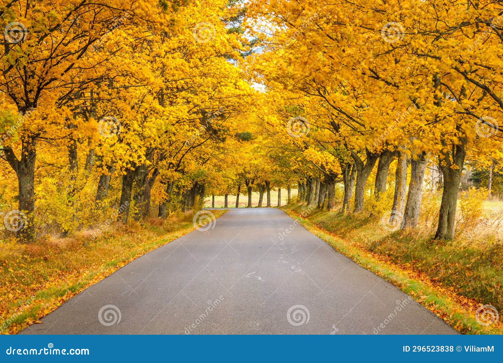 Road Lined with Colored Trees at Autumn Stock Photo - Image of road ...