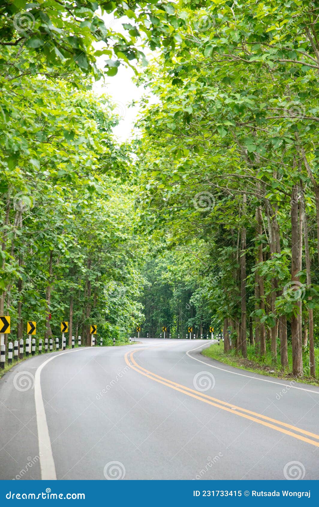 The Road is Lined with Lovely Trees and Twists Stock Image - Image of ...