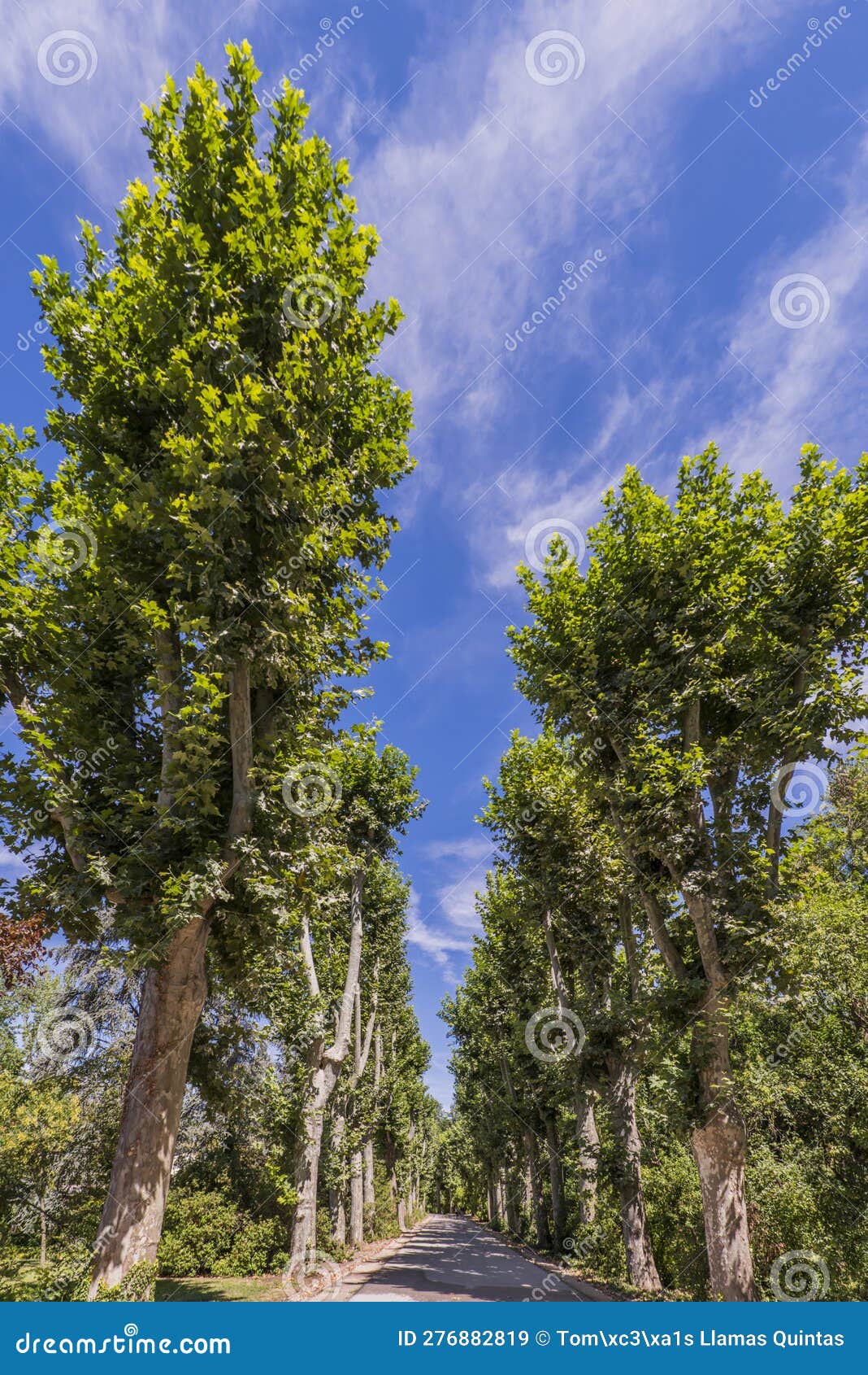 A Road Lined with Lush Trees on Both Sides Stock Image - Image of scene ...
