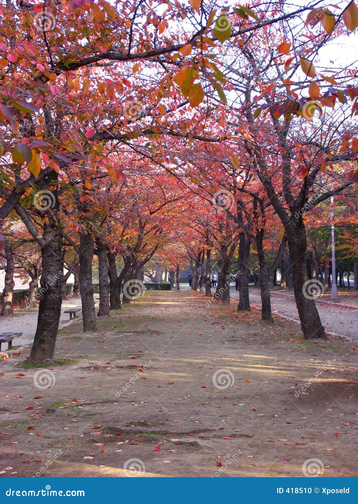 Maple Trees Filled Frame For Background Use Royalty-Free Stock Photo ...