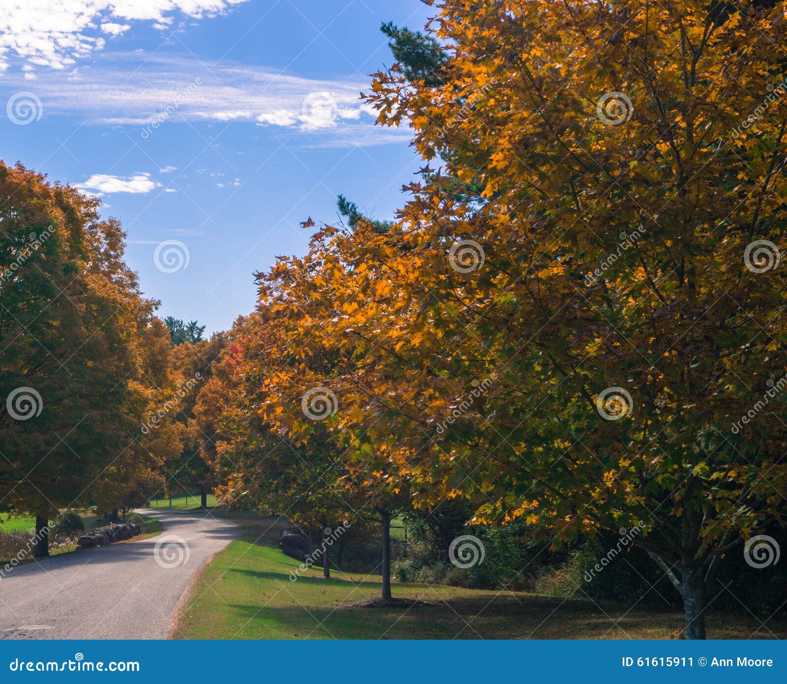 Road Lined with Maple Trees in Autumn Stock Image - Image of clouds ...