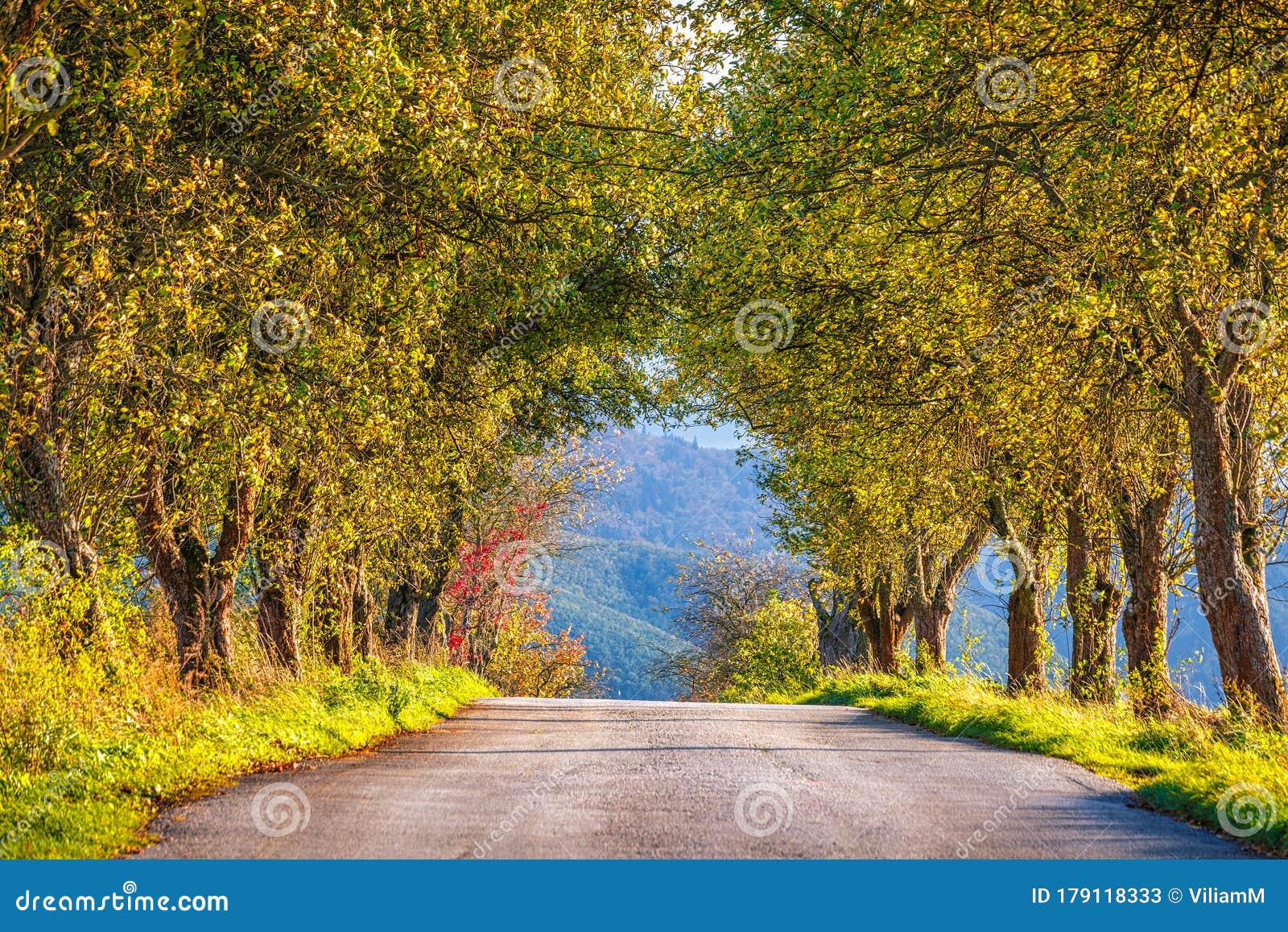 Road Lined with Trees in the Countryside Stock Image - Image of ...