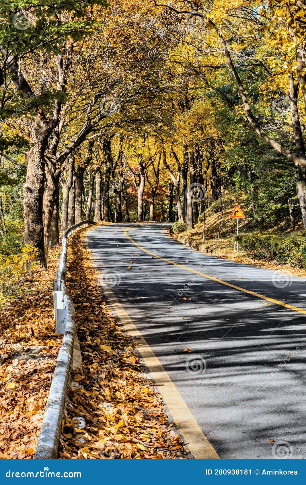 Road Lined with Trees in Fall Colors Stock Image - Image of autumn ...