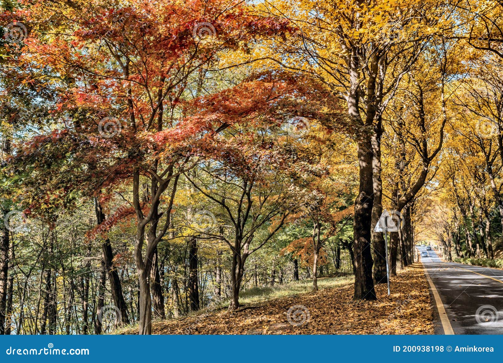 Road Lined with Trees in Fall Colors Stock Photo - Image of driving ...