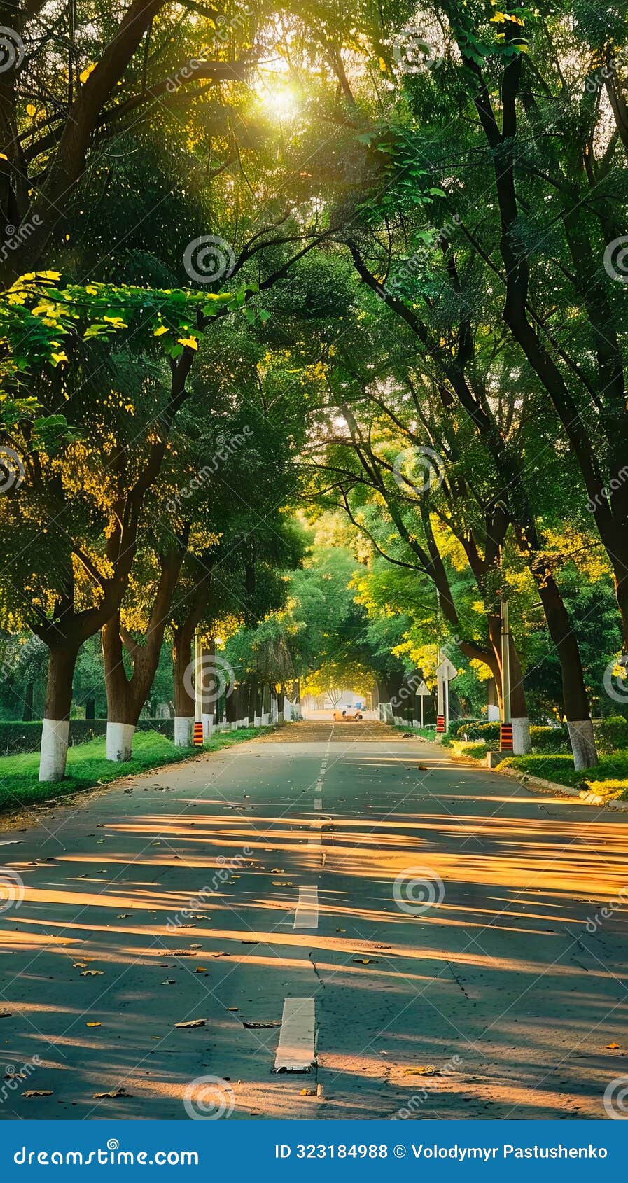 A Road Lined with Trees and Sun Shining through Stock Photo - Image of ...