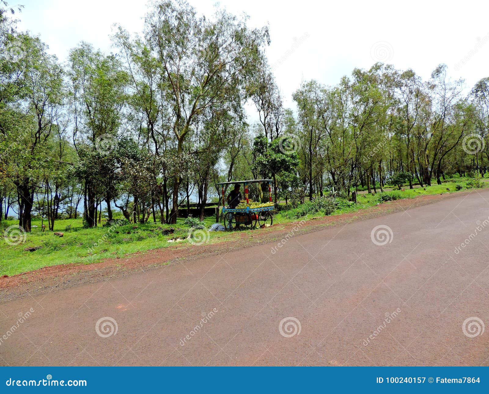 Road Lined Up with Trees and Greenery Editorial Photography - Image of ...