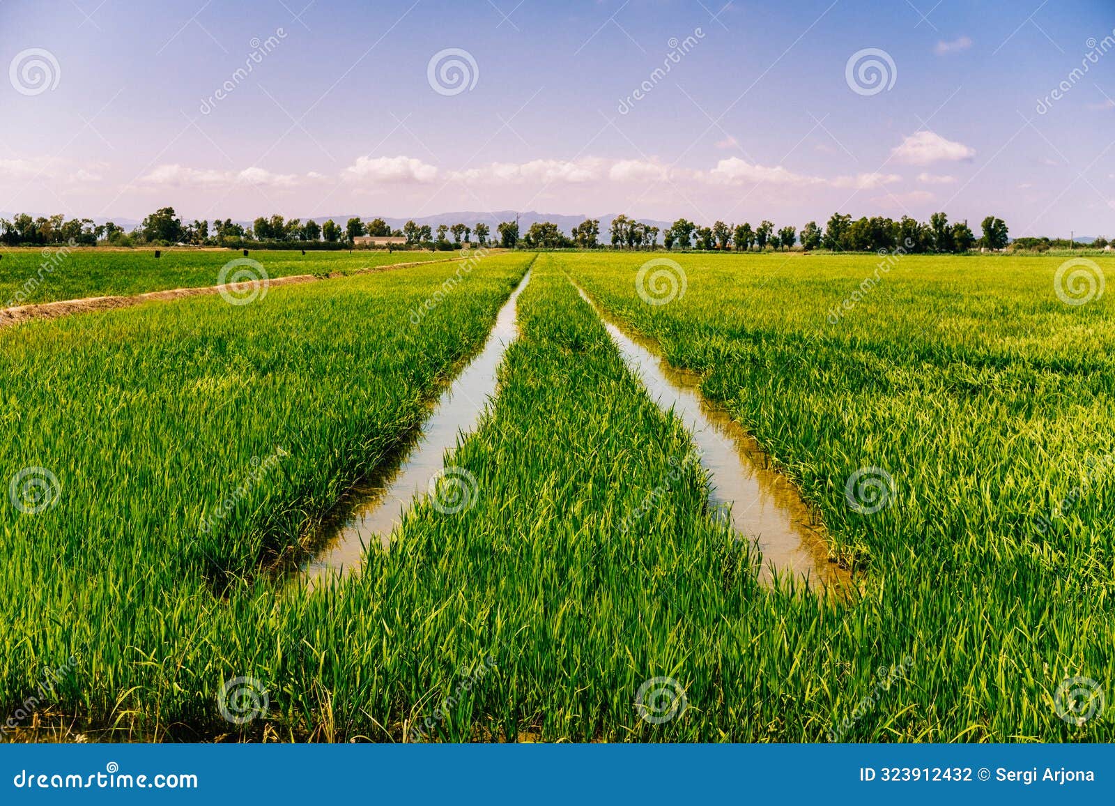 Road Made with Wheels between a Rice Plantation Stock Photo - Image of ...