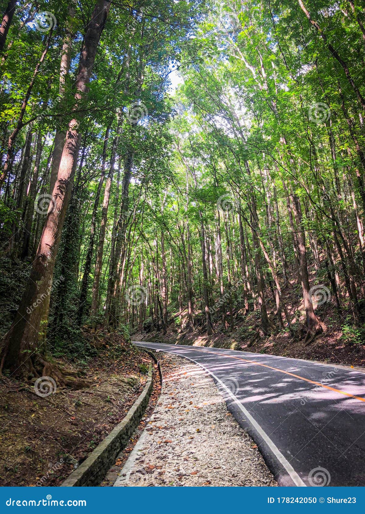 Road in Mahogany Forest on the Bohol Island, Philippines Stock Photo ...