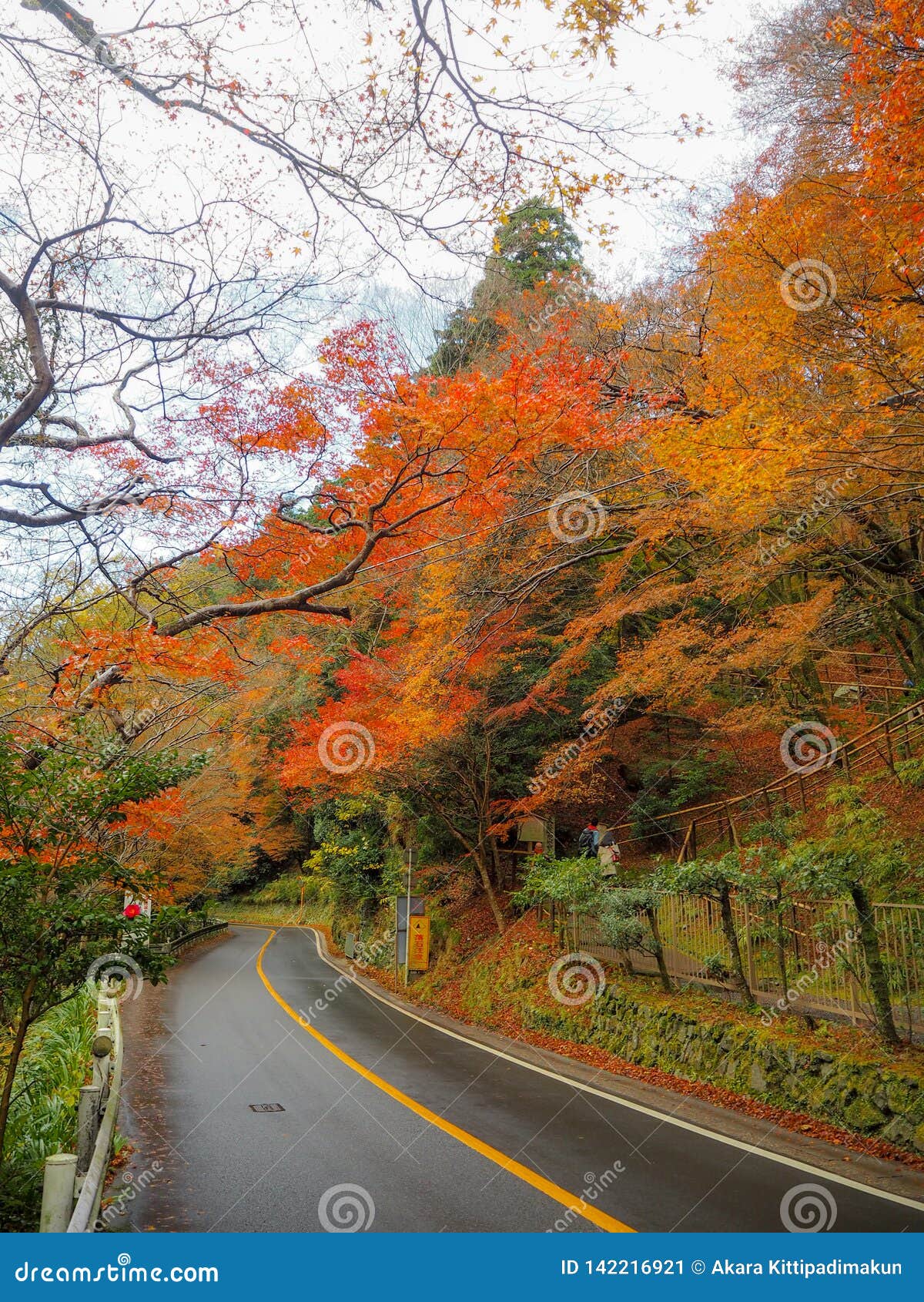 Road with maple tree editorial photo. Image of maple - 142216921
