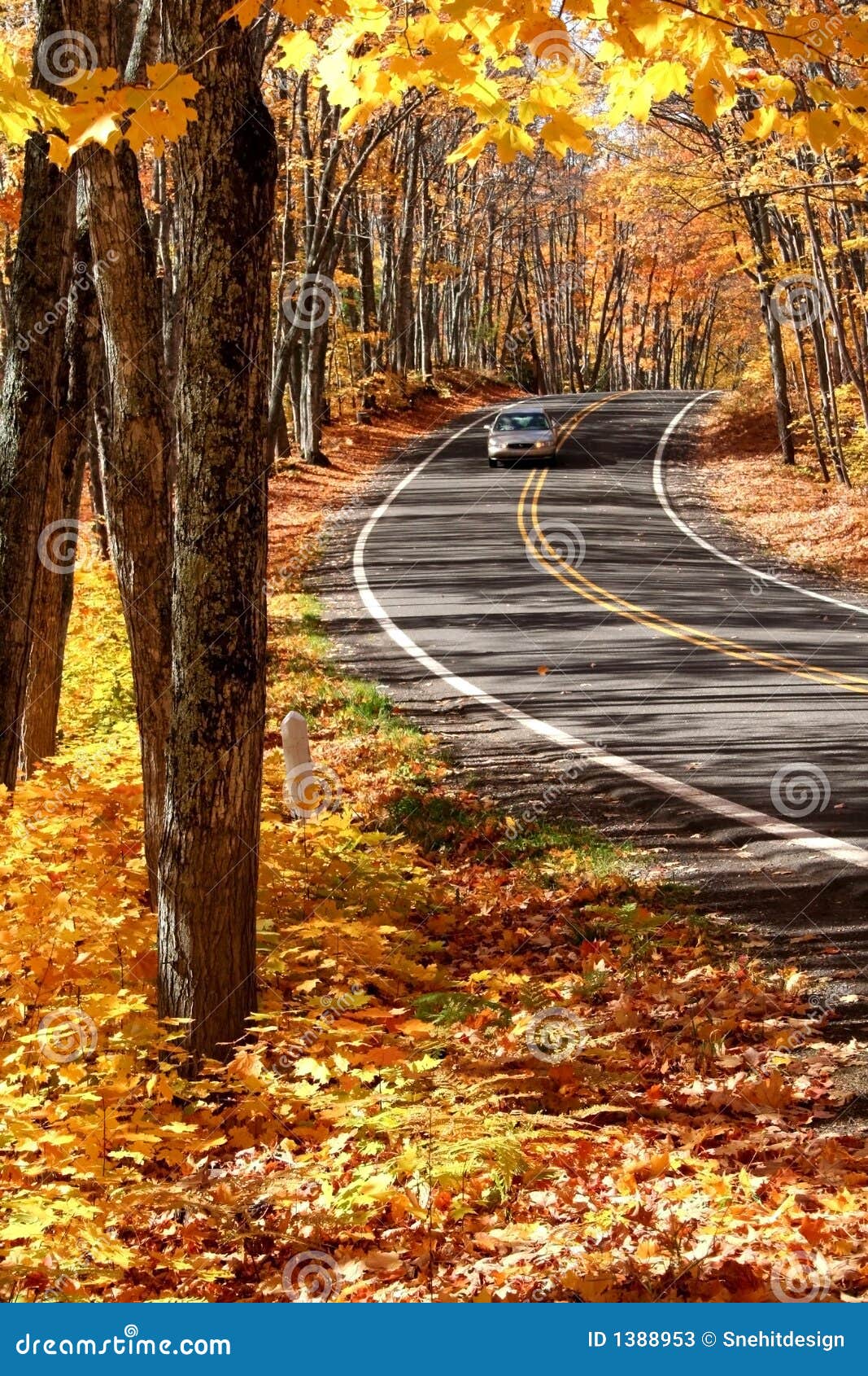 Road through maple trees stock image. Image of apple, color - 1388953
