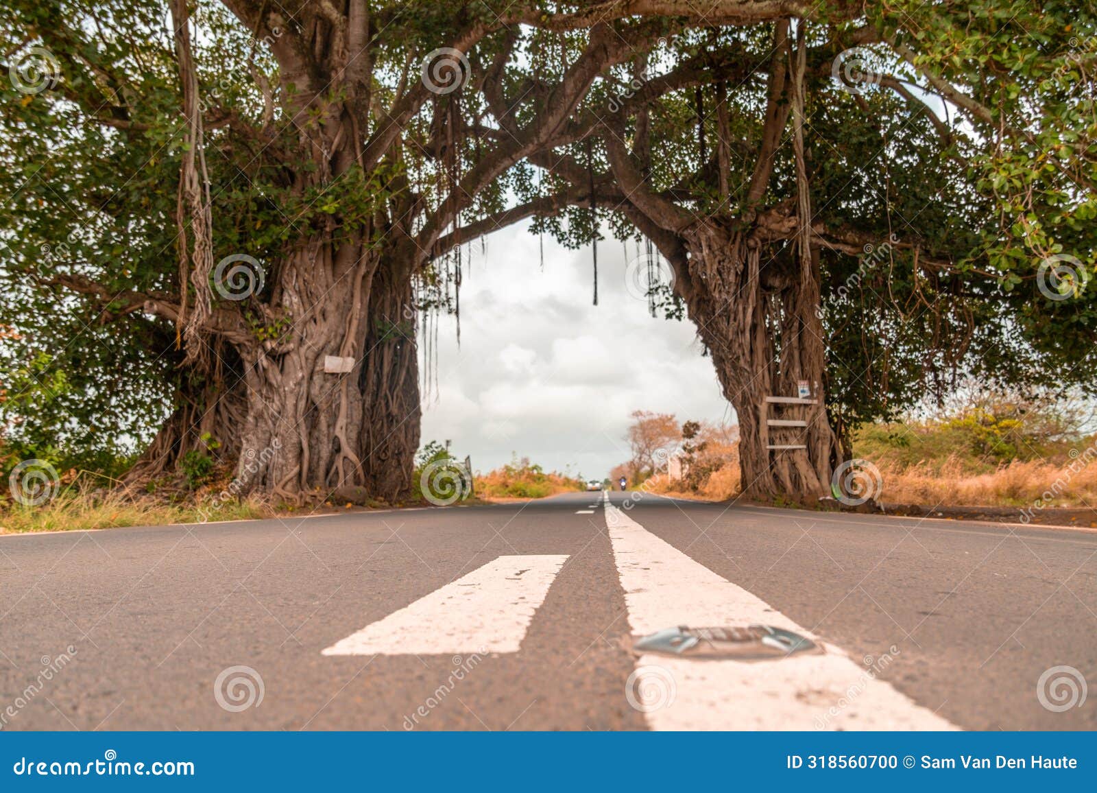 Road in Mauritius Going through a Big Special Tree Stock Photo - Image ...