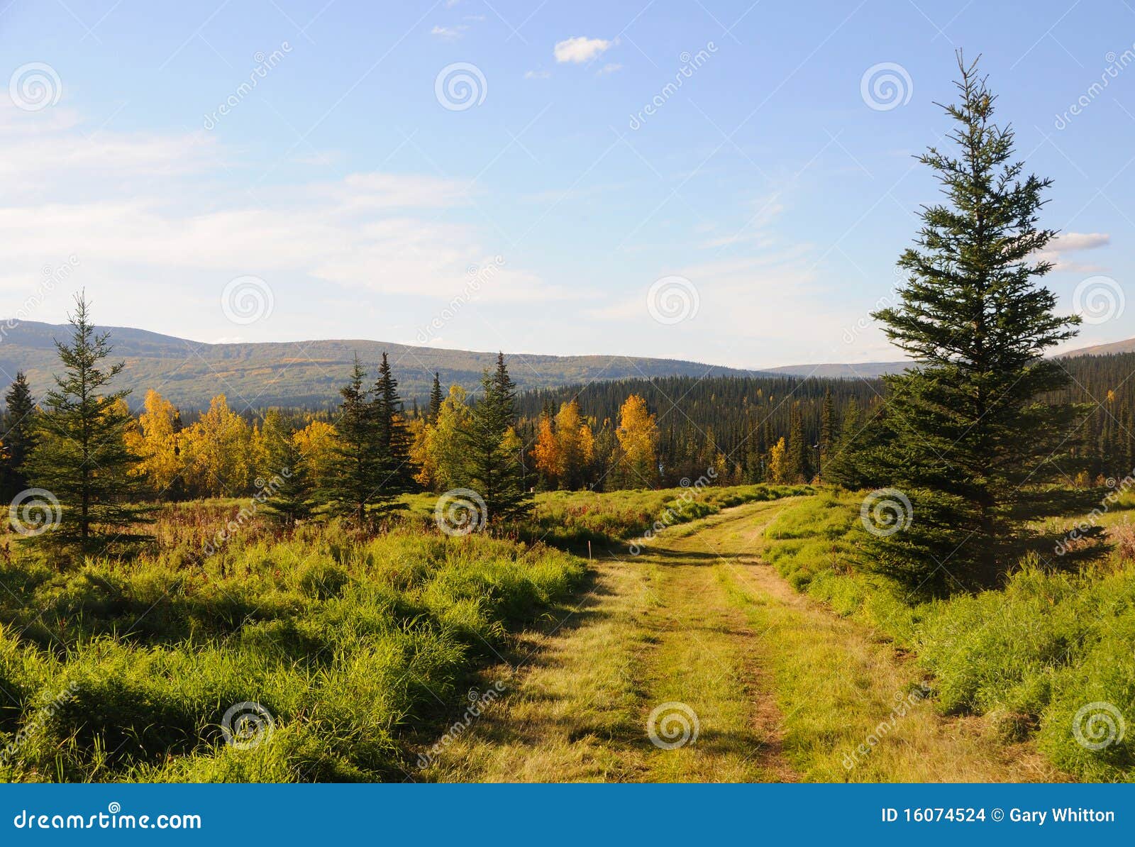 Road through an Meadow stock photo. Image of clear, brush - 16074524