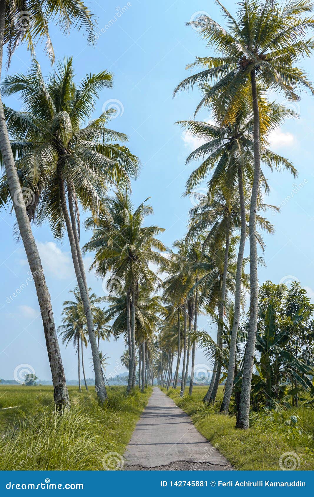 Road in the Middle of Coconut Trees Stock Image - Image of paradise ...