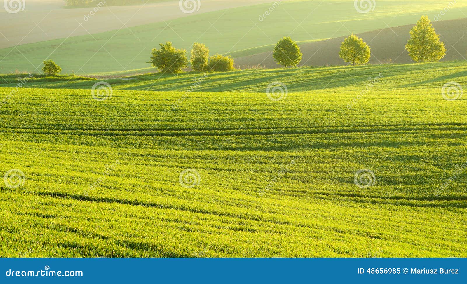 The Road in the Middle of Fields Stock Image - Image of alley, meadow ...