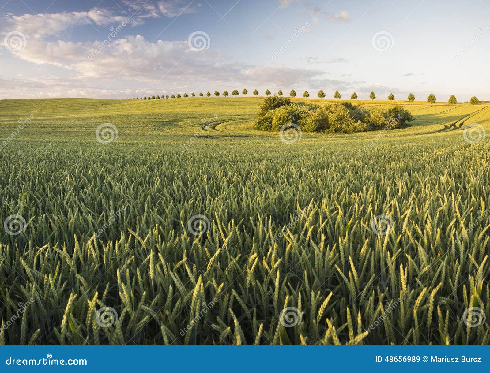 The Road in the Middle of Fields Stock Image - Image of landscape ...