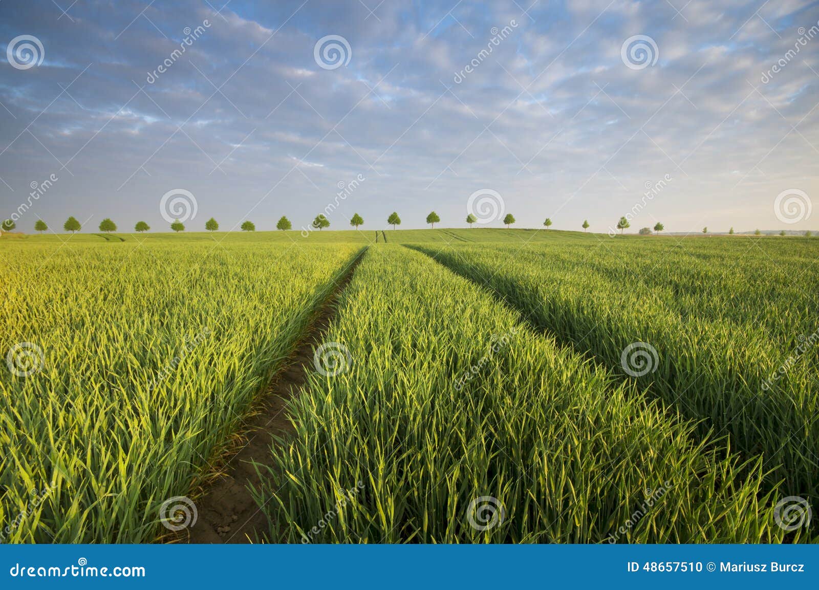 The Road in the Middle of Fields Stock Photo - Image of country ...