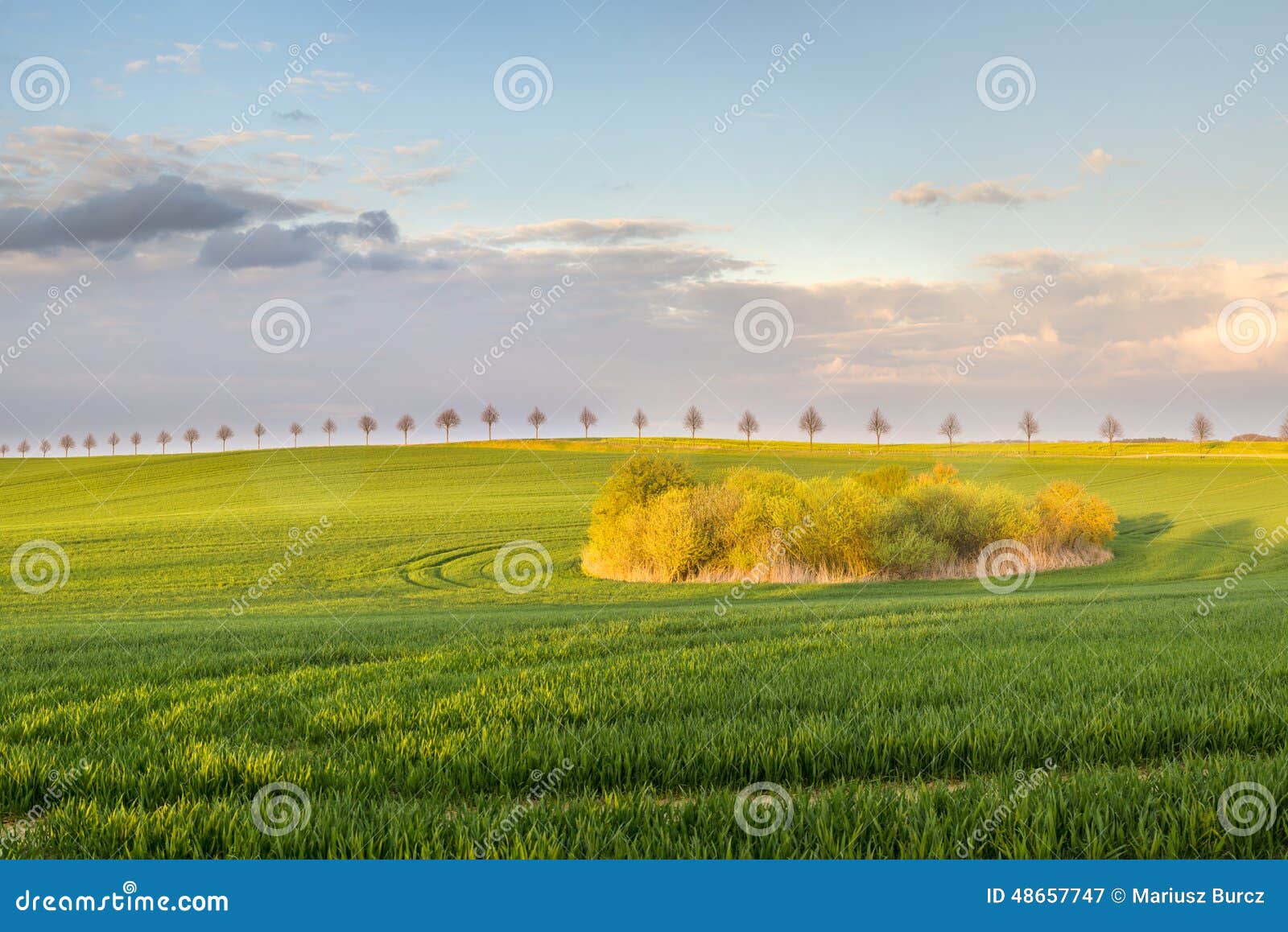 The Road in the Middle of Fields Stock Image - Image of green, meadow ...