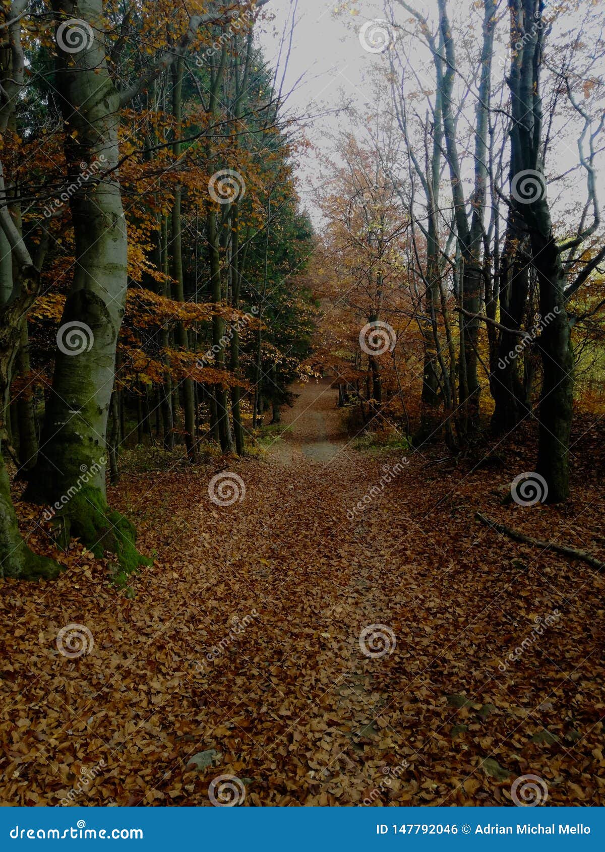 Road at middle forest stock photo. Image of trees, middle - 147792046