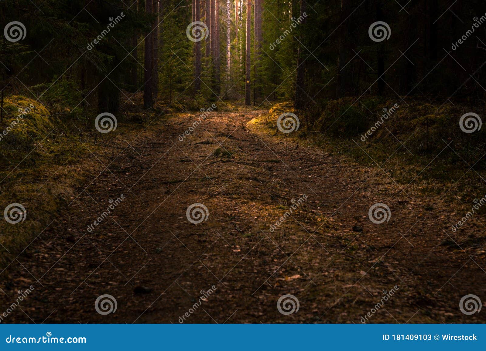 Road in the Middle of a Forest with Tall Green Trees - Great for a ...