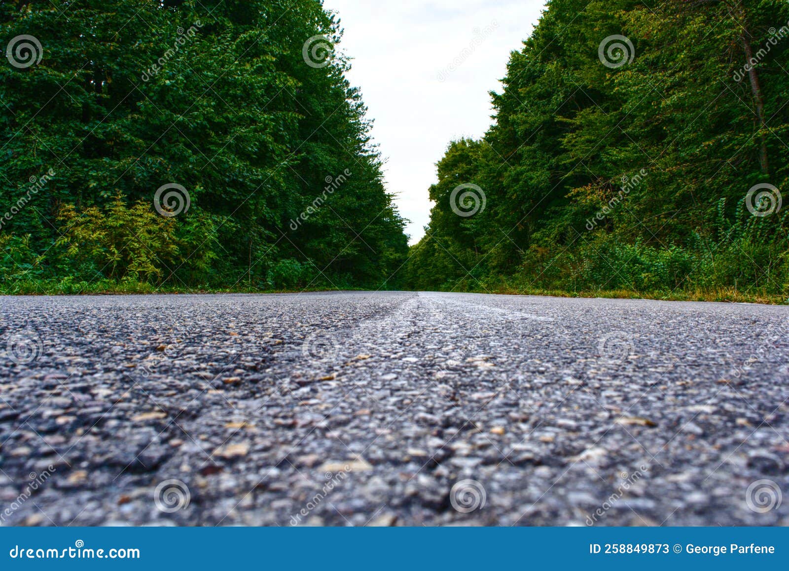 Road in middle of forrest stock image. Image of forest - 258849873