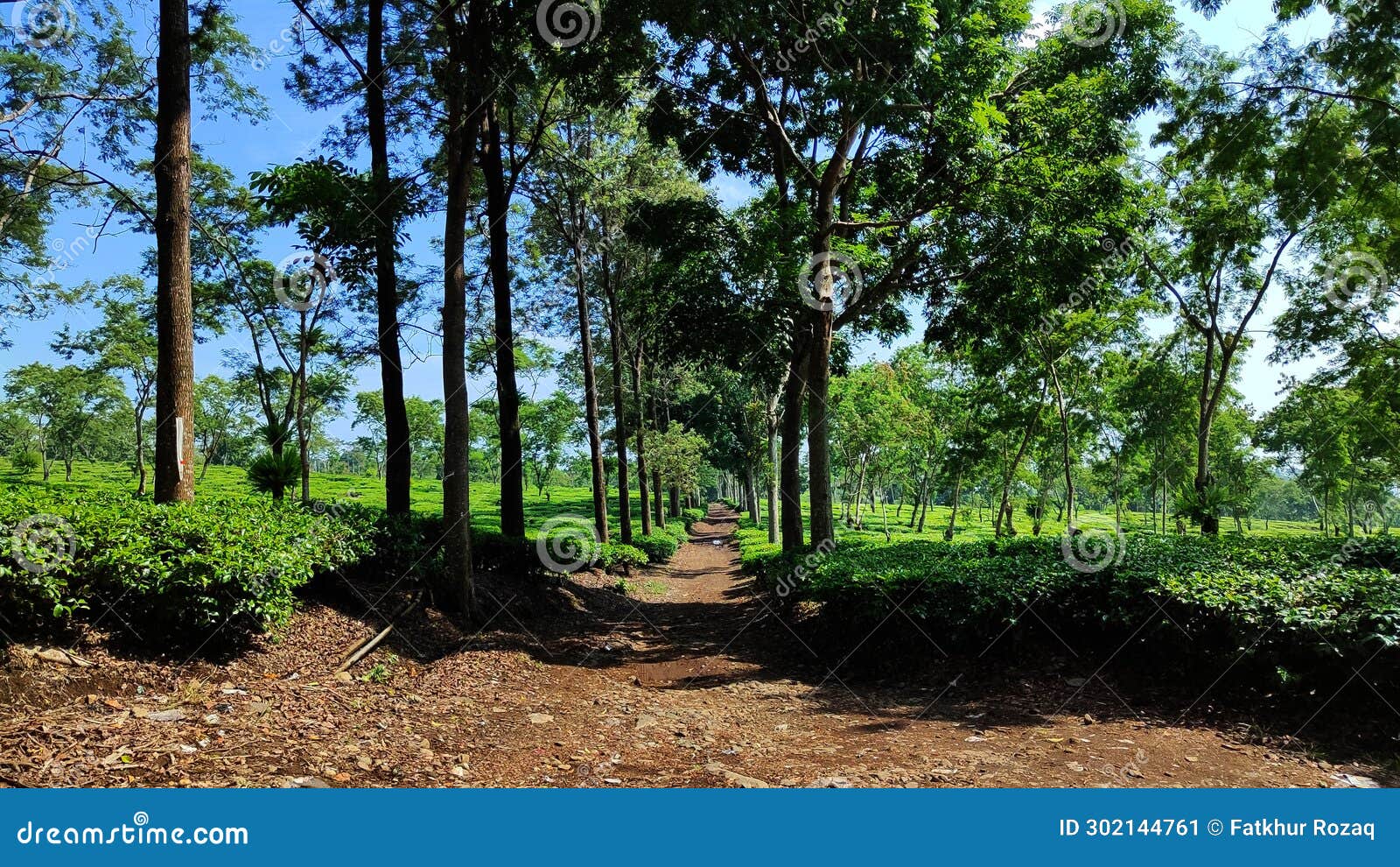 Road in the Middle of Garden Tea Stock Image - Image of road, beautiful ...
