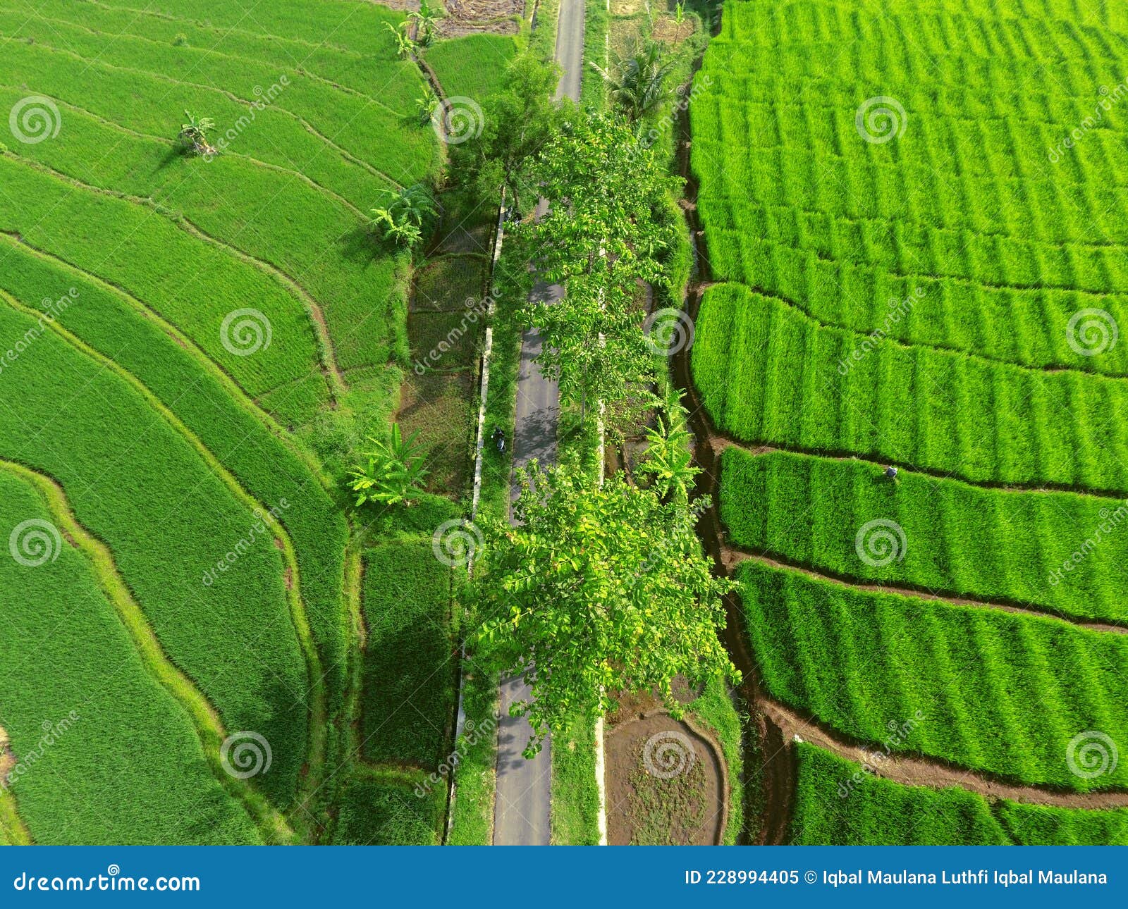 Road in the Middle of Green Rice Fields Stock Image - Image of ...