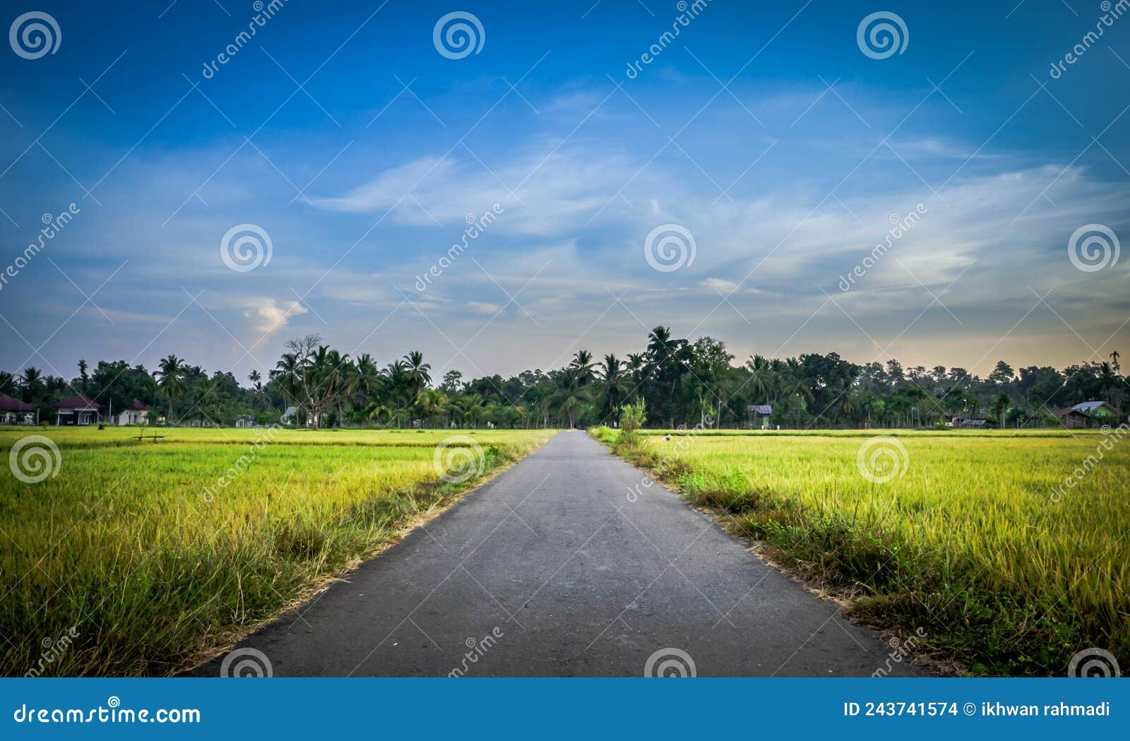 Road in the Middle of Paddy Field Stock Photo - Image of grass, asphalt ...