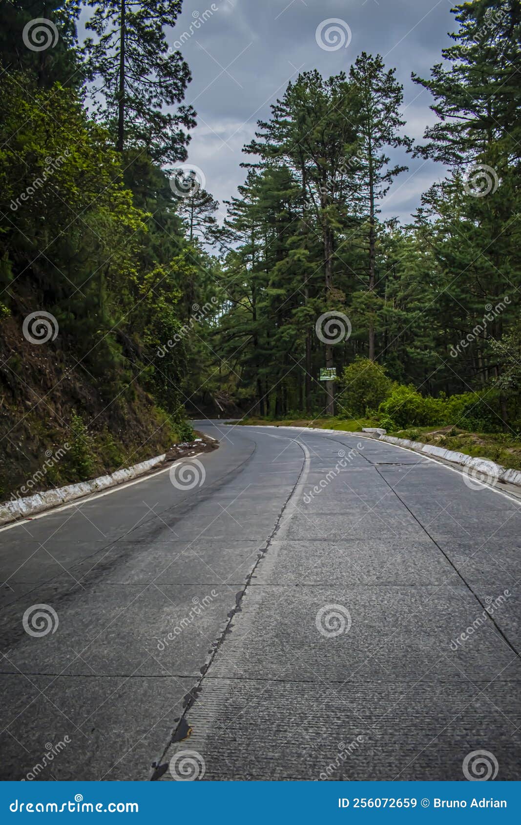 Road in the Middle of Pine Forest with Big Trees with Clouds Stock ...
