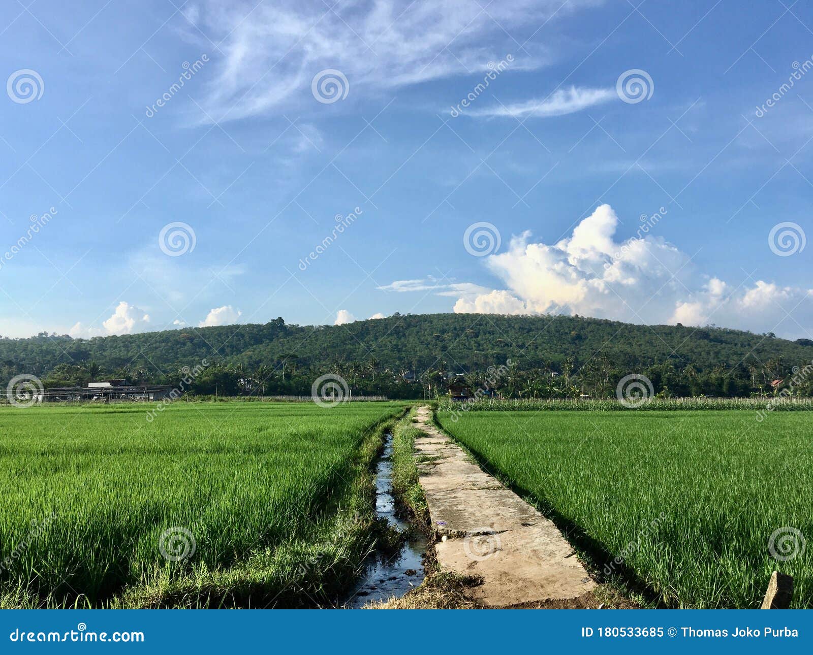 Road in the Middle of Rice Fields Stock Image - Image of merbabu, boats ...