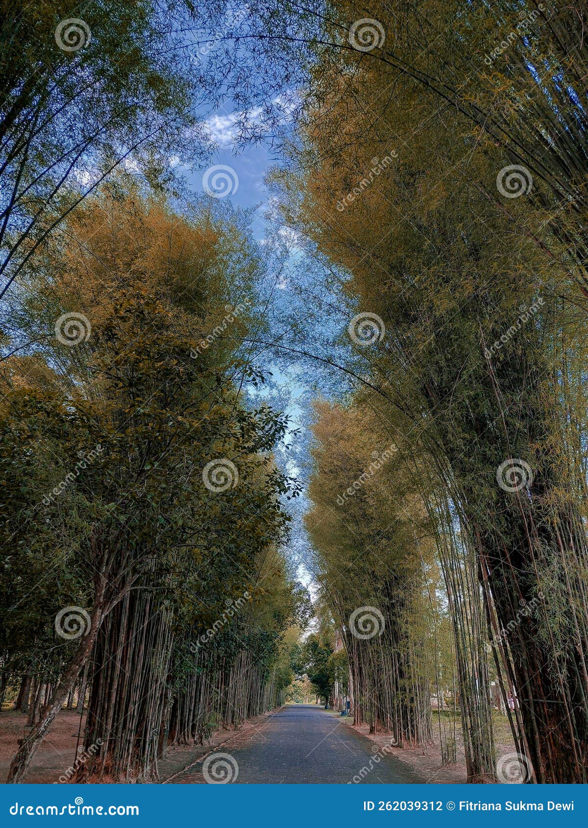 Road in the Middle of the Trees Stock Photo - Image of snow, trees ...