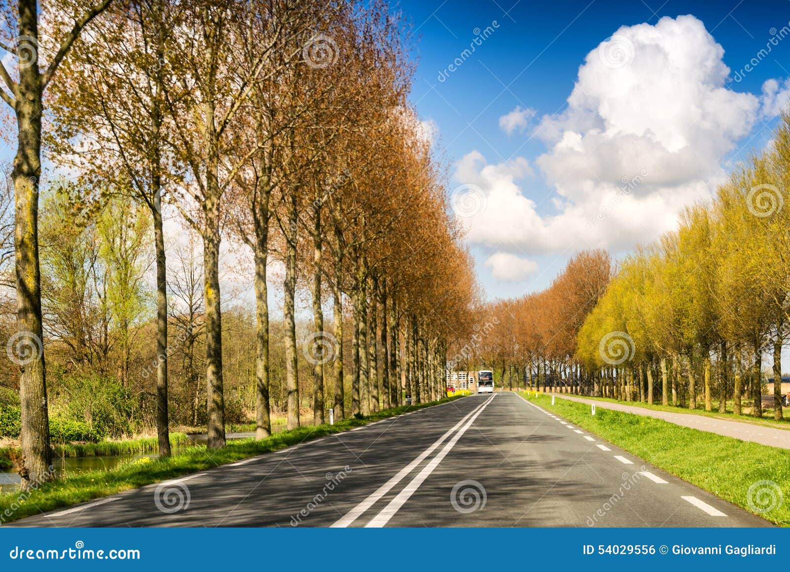 Road in the Middle of Trees Stock Photo - Image of country, travel ...