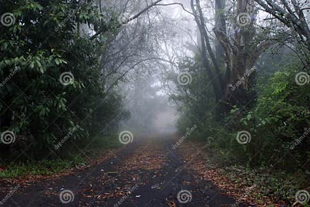 Road into the mist stock image. Image of beauty, growth - 1144785