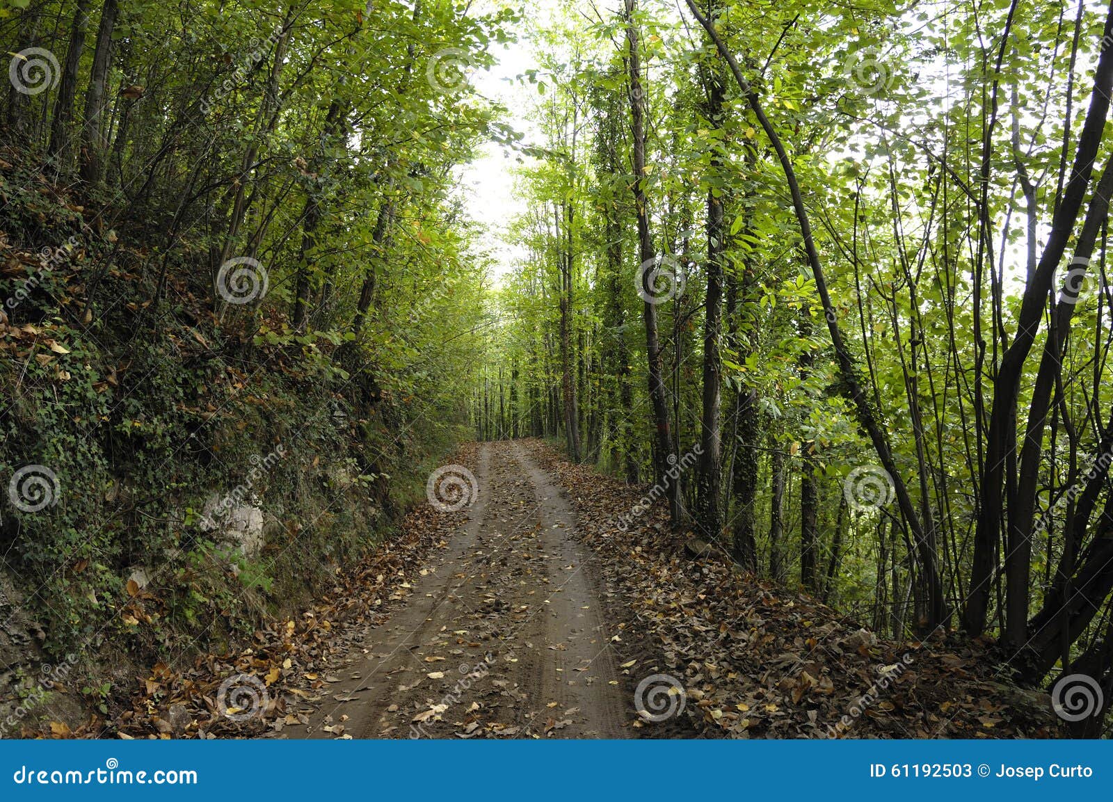 Road Mountain,mountain Road with Trees Stock Image - Image of landscape ...