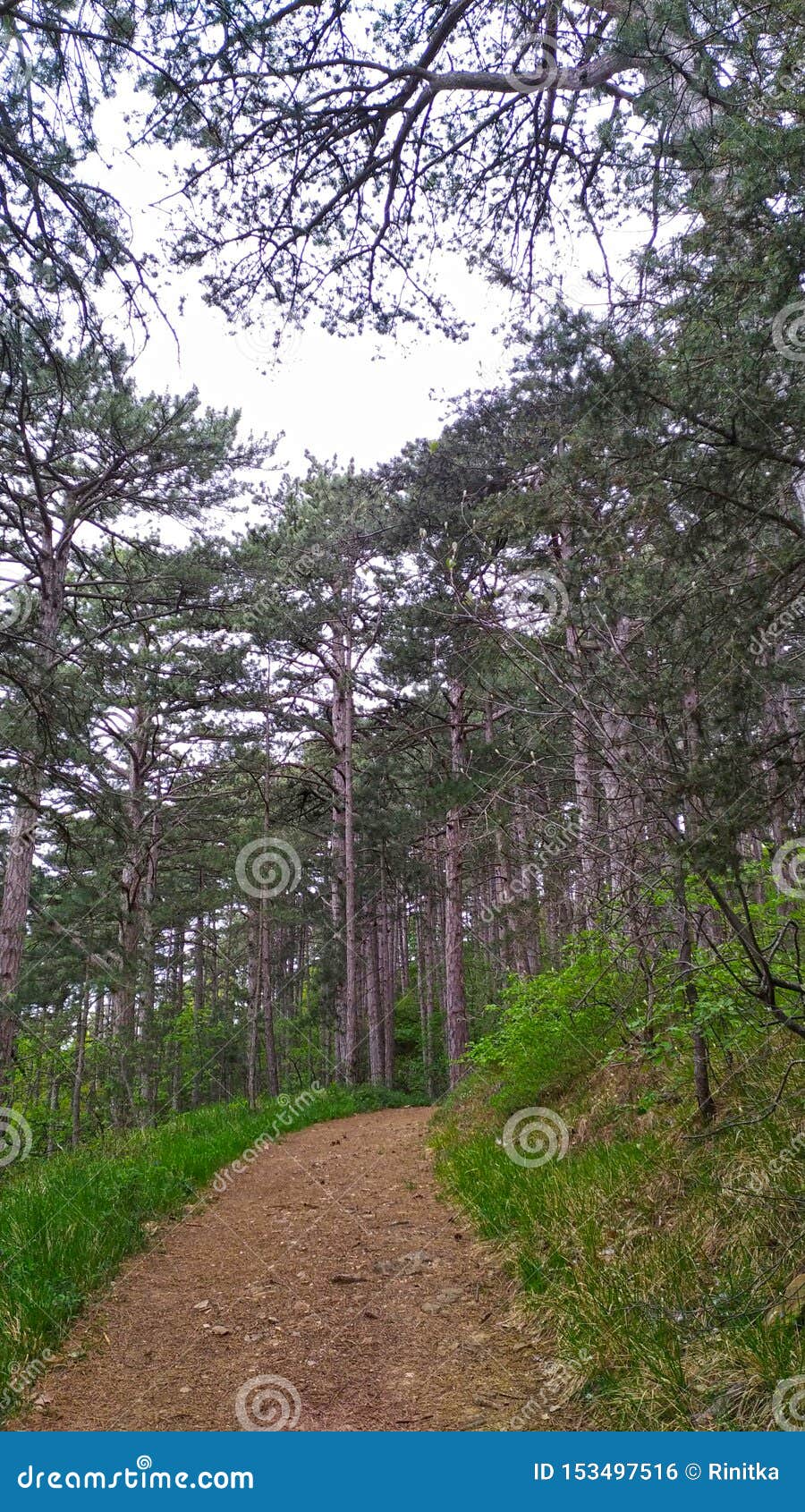 Road in Mountains of Crimean Canyon Stock Photo - Image of beauty ...