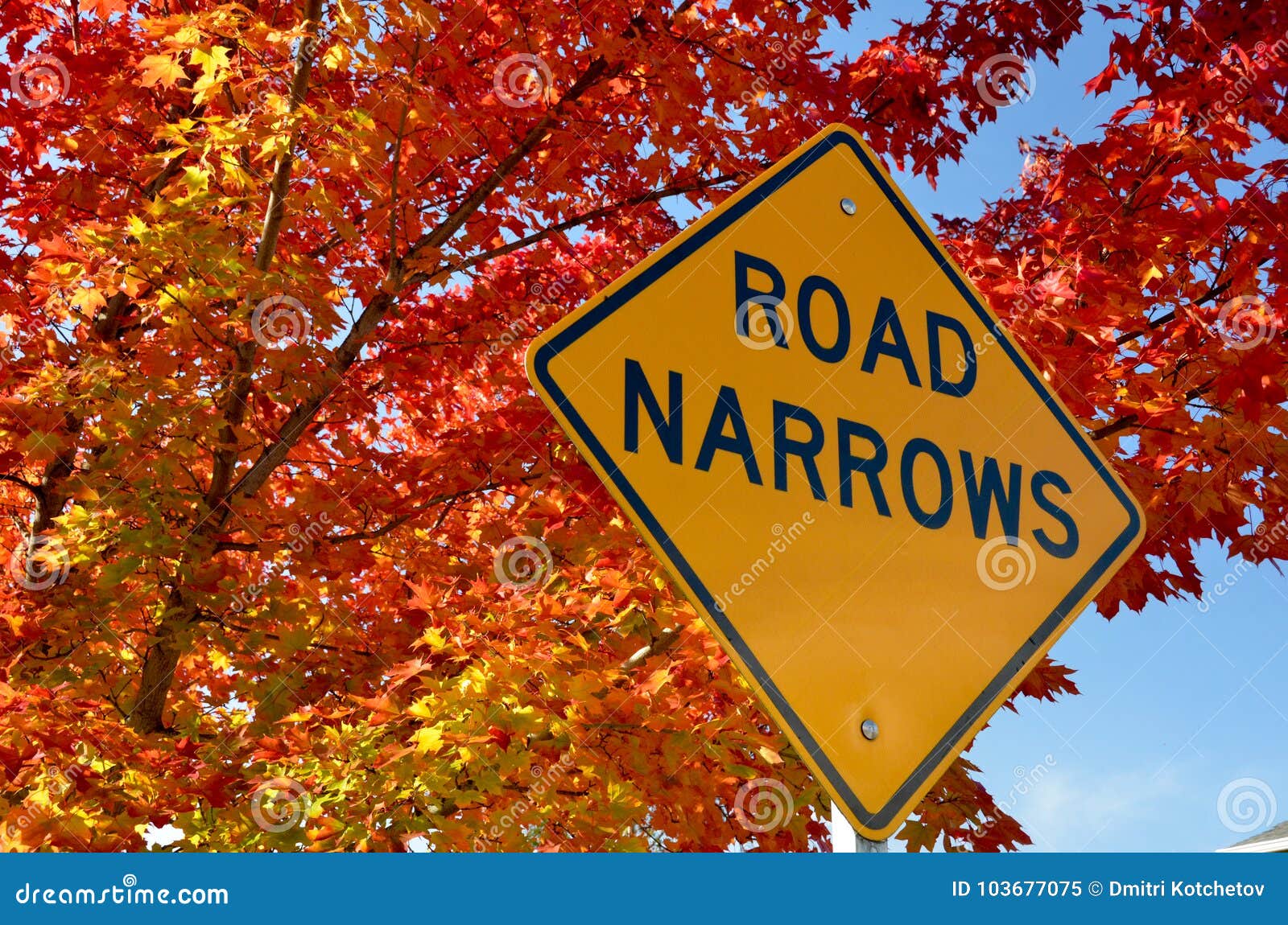 Road Narrows Sign in Front of Red and Yellow Maple Tree Stock Image ...
