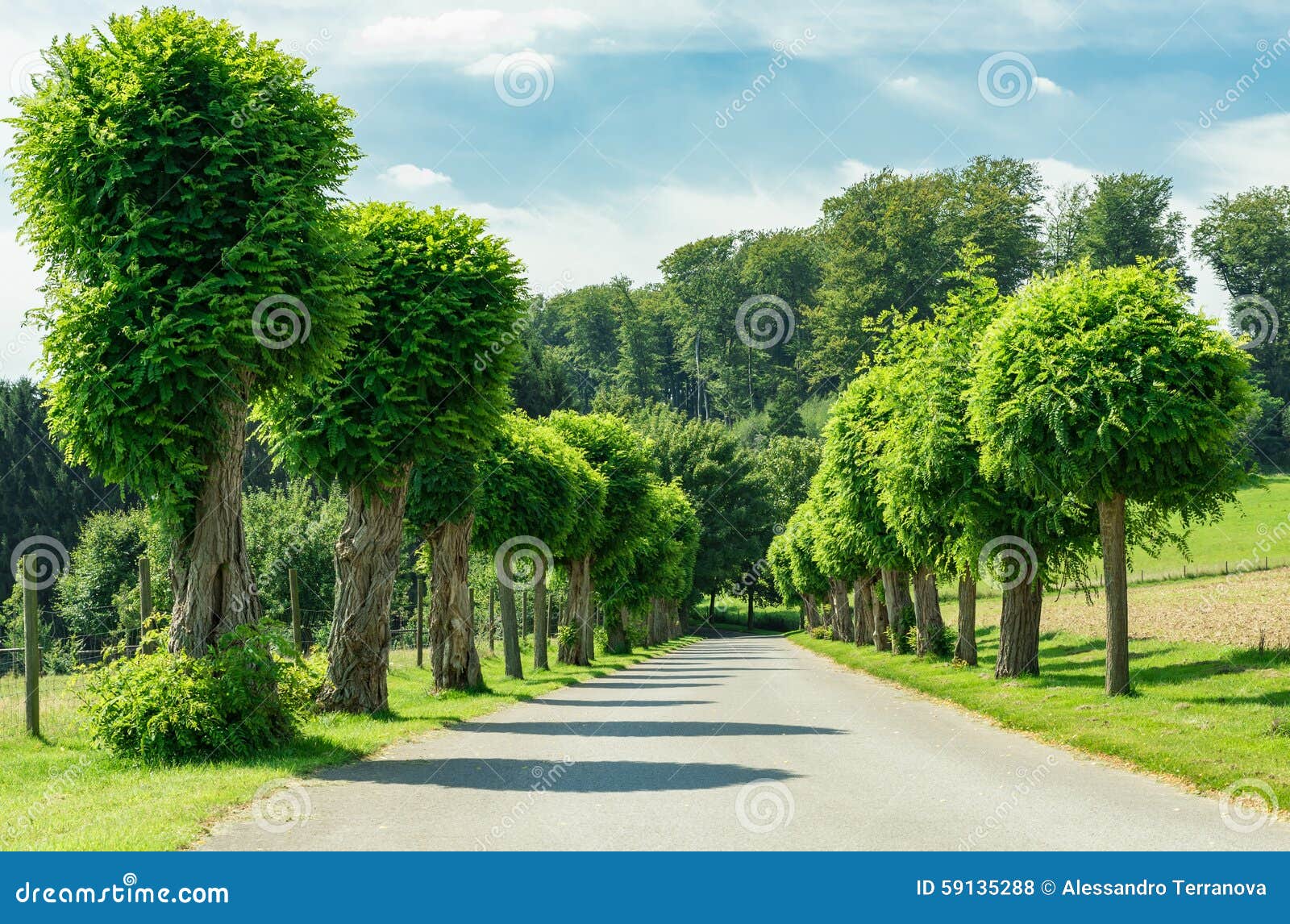 Road and nature stock photo. Image of road, middle, plant - 59135288