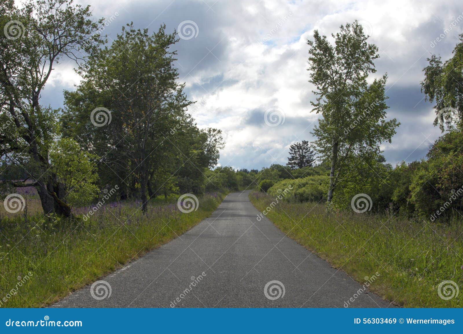 Road in Nature Surrounded by Trees and Flowers Stock Image - Image of ...