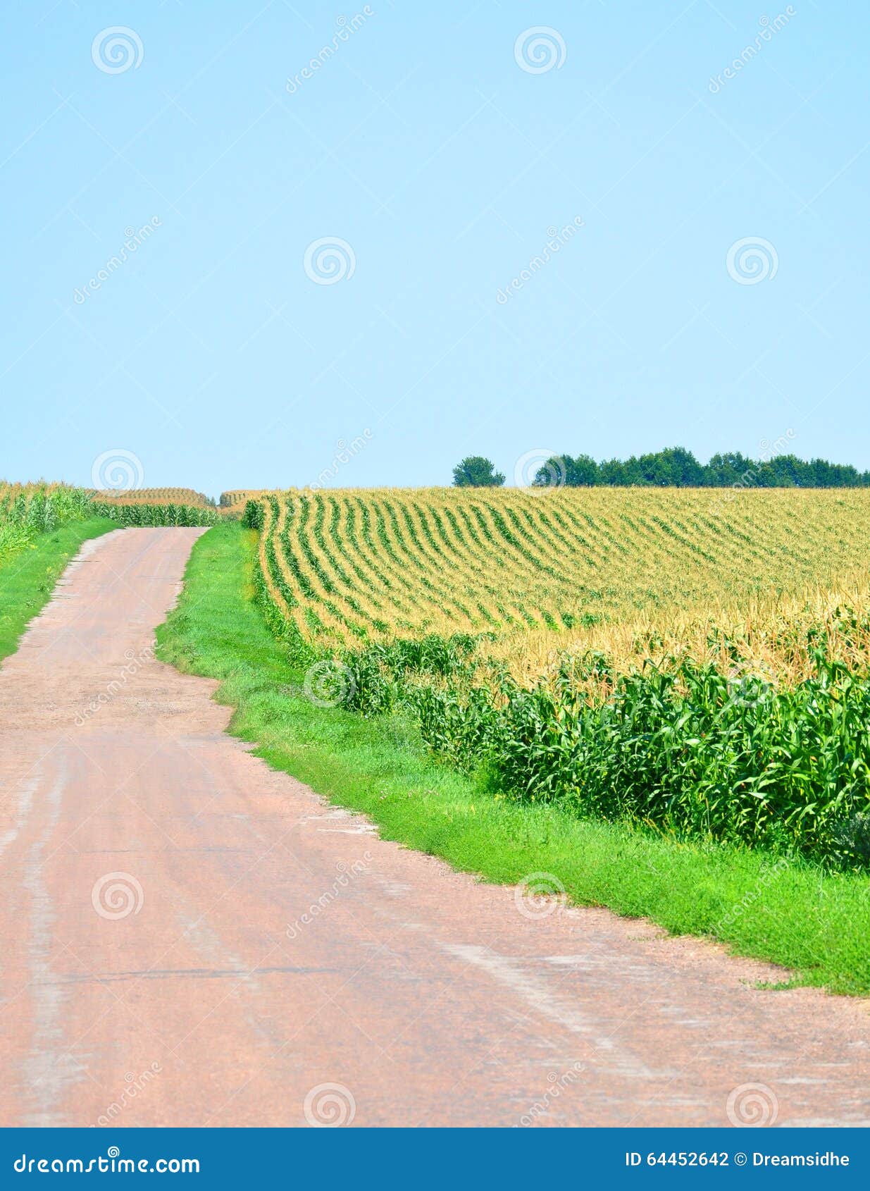 Road near corn fields stock photo. Image of corn, field - 64452642
