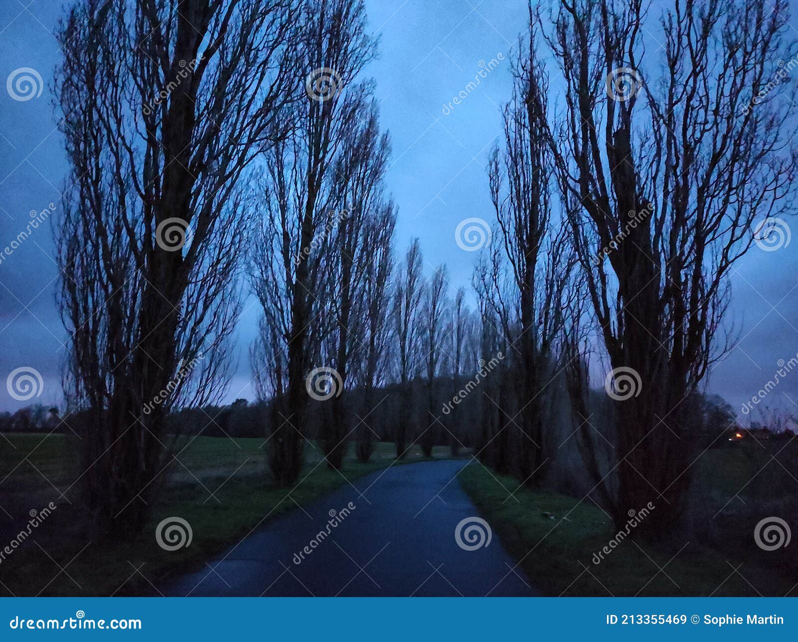 Road in the night stock image. Image of tree, autumn - 213355469