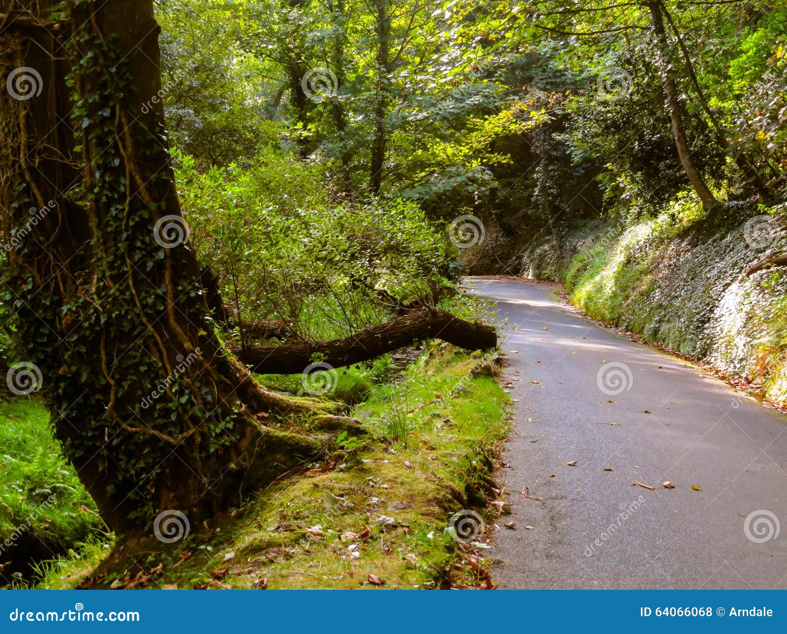 Road in the Old Shady Forest Stock Photo - Image of shadow, landscape ...