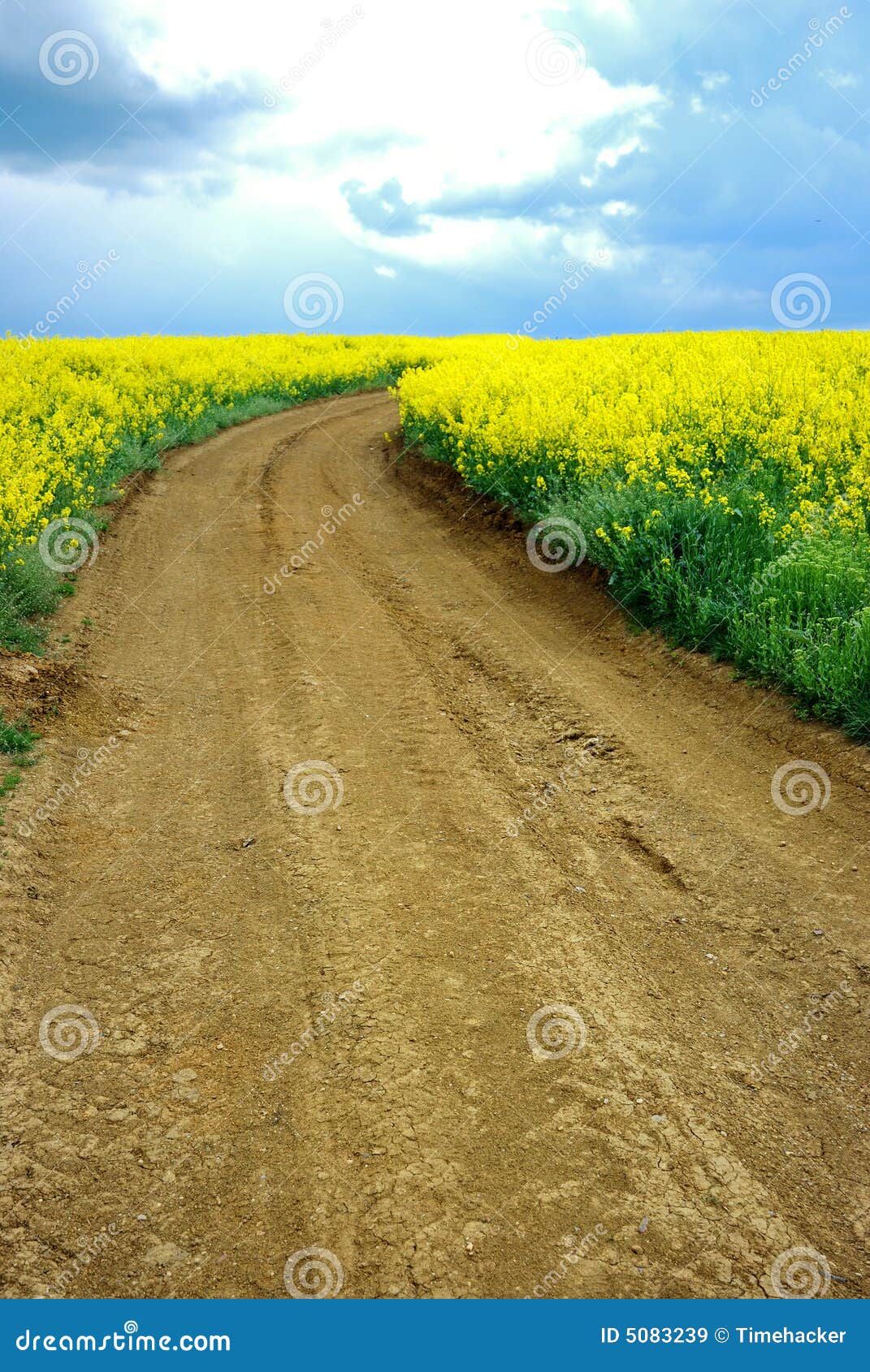 Road over yellow field stock image. Image of green, yellow - 5083239