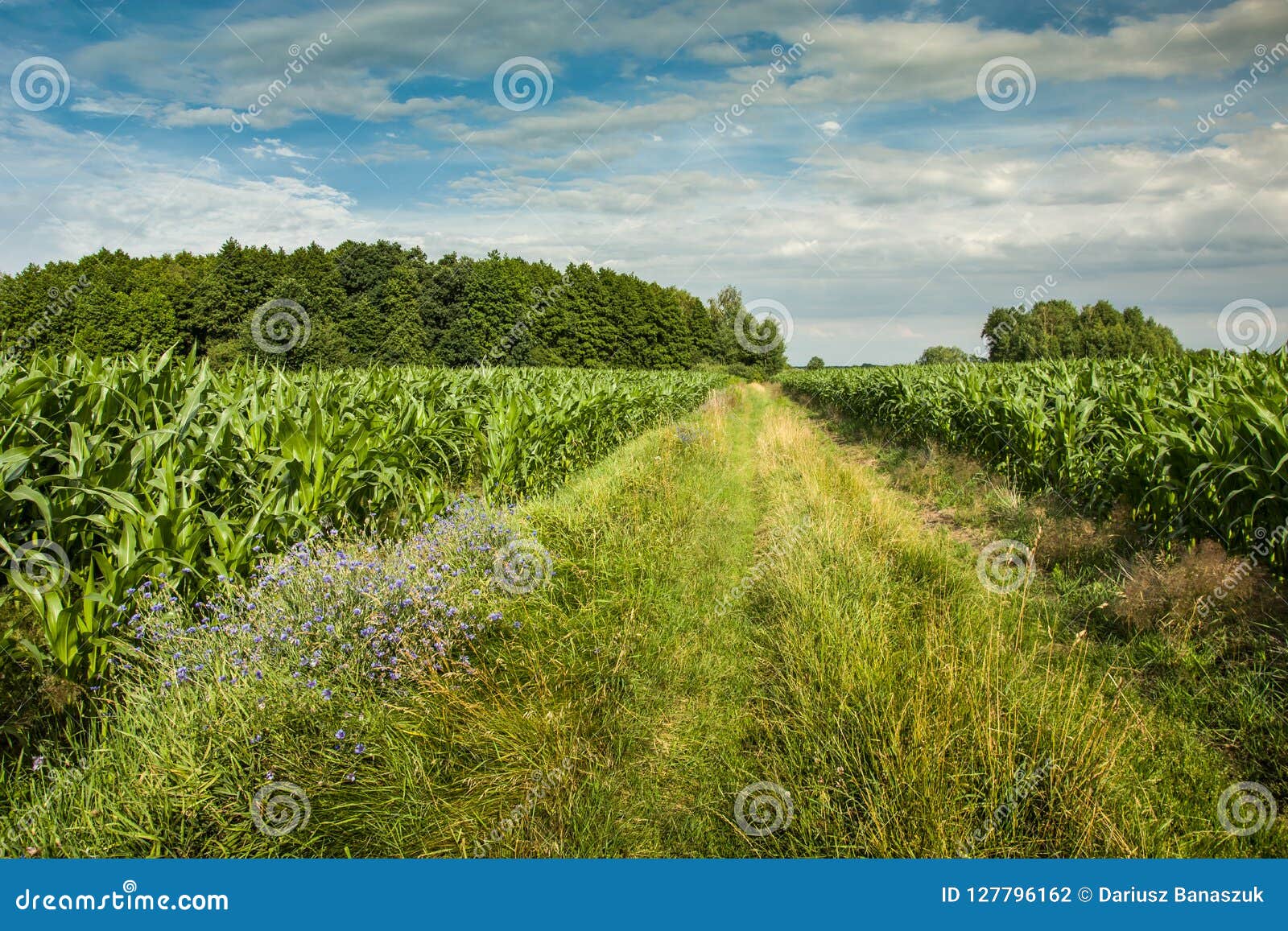Road Overgrown with Grass through a Corn Field Stock Photo - Image of ...