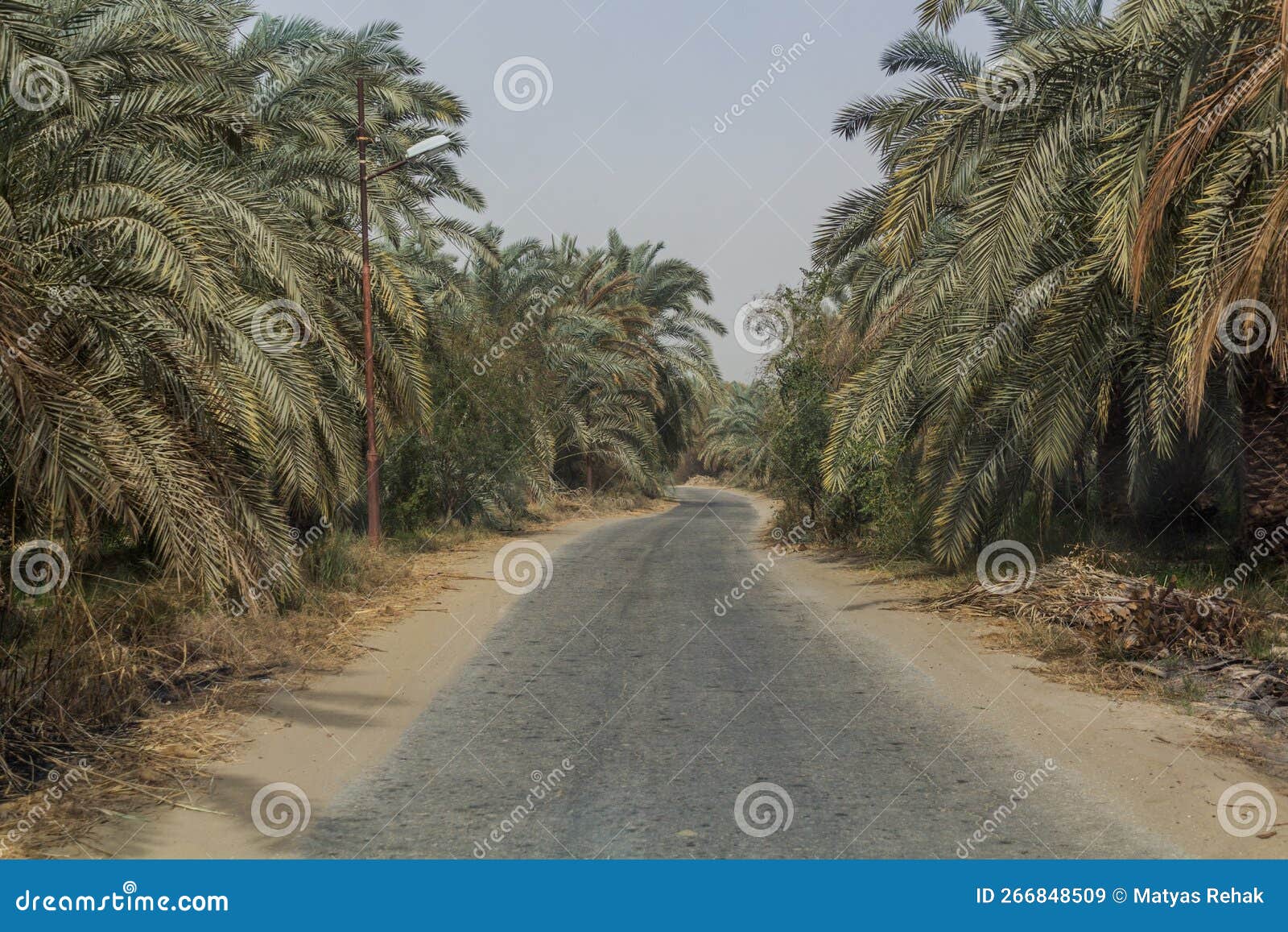Road through a Palm Grove in Bahariya Oasis, Egy Stock Image - Image of ...