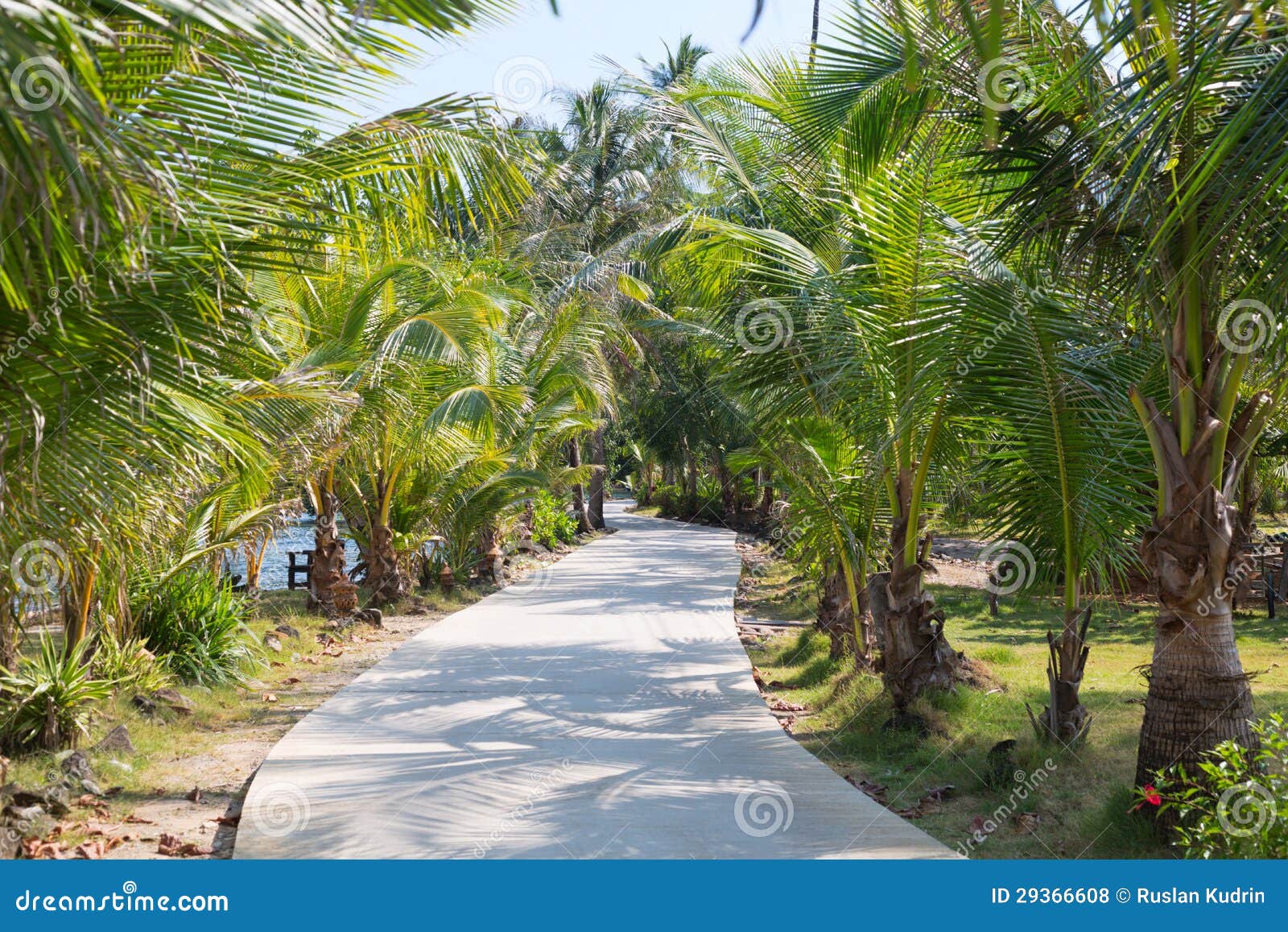 Road through the Palm Trees Stock Photo - Image of paved, color: 29366608