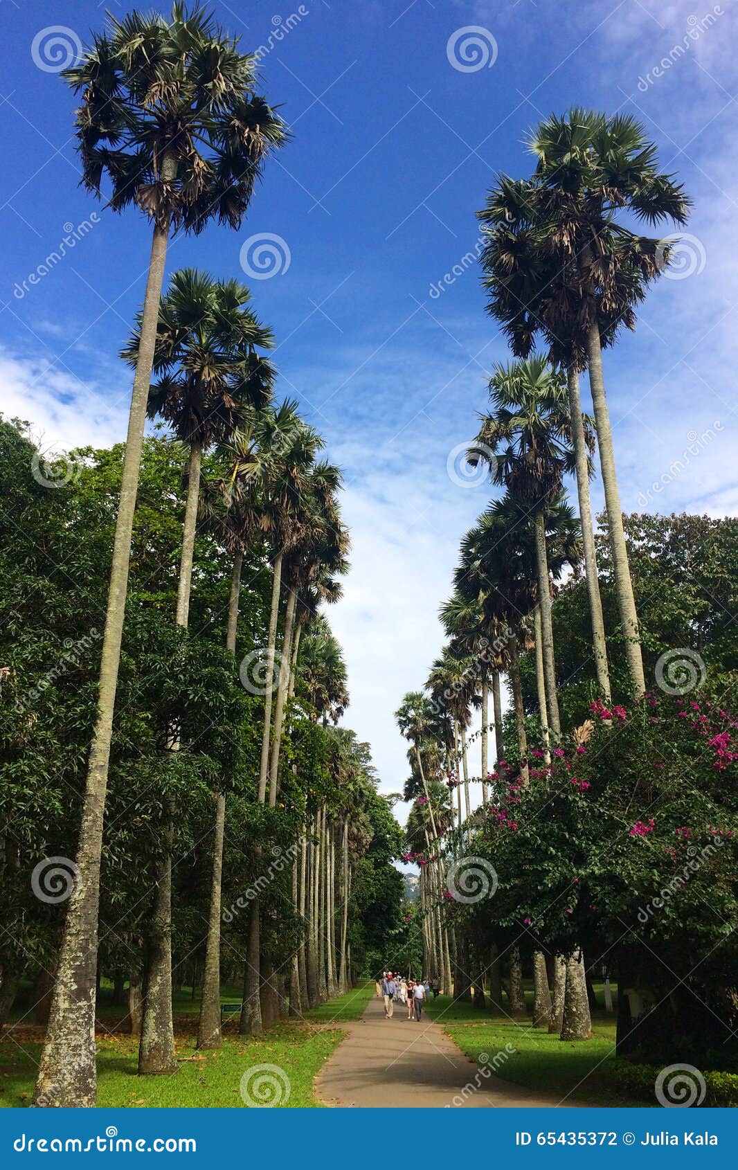 Road of palm trees editorial photography. Image of lanka - 65435372