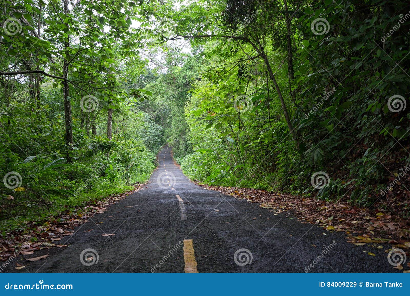 Panama Jungle On Quetzal Trail Stock Photography | CartoonDealer.com ...