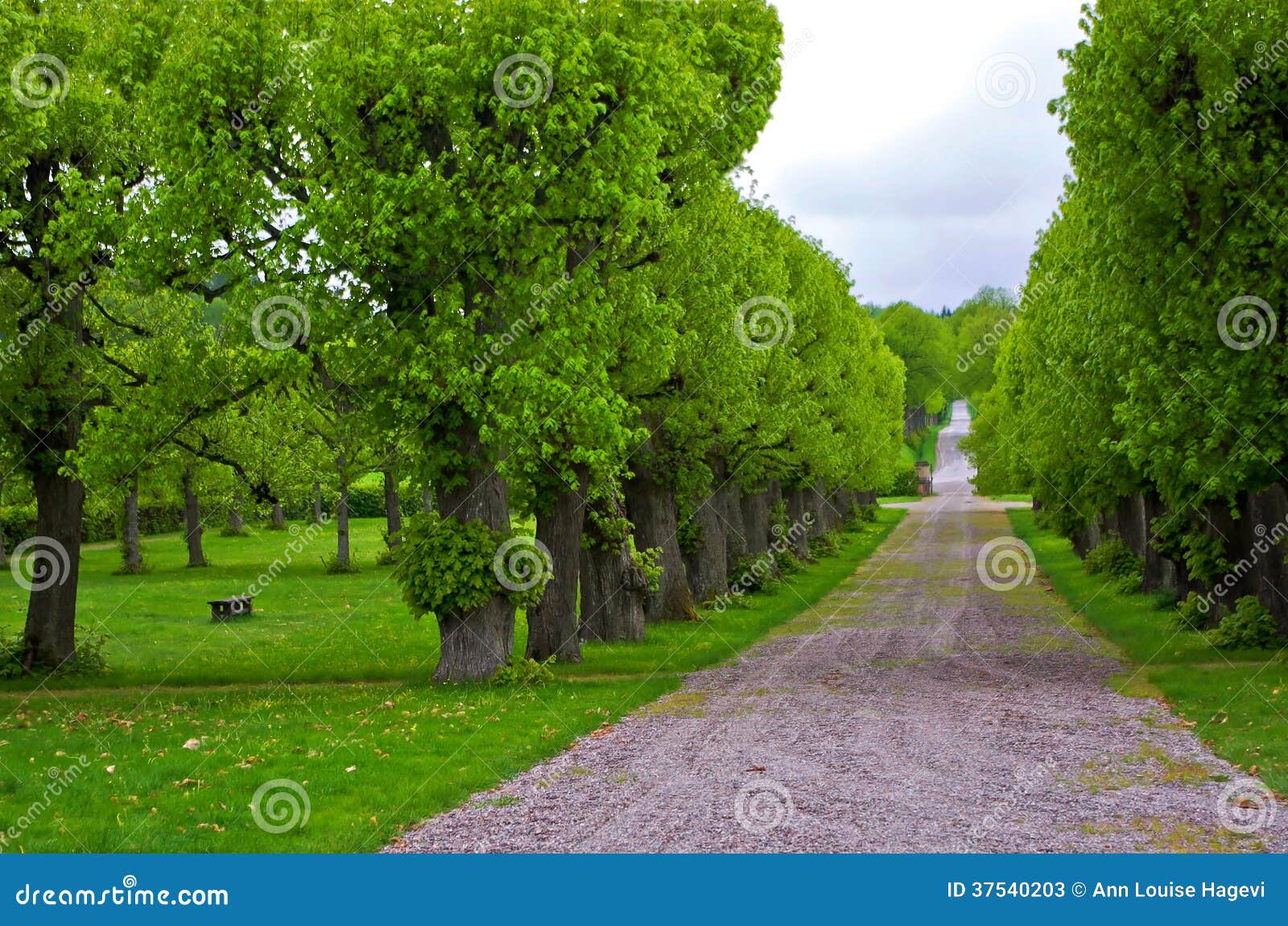 Road in park stock image. Image of road, transport, stem - 37540203