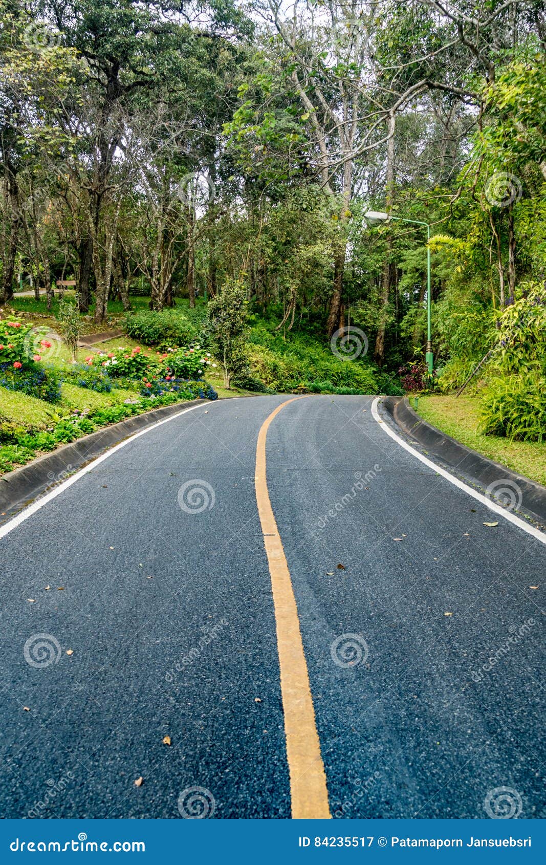 Road in the park stock image. Image of asphalt, nature - 84235517