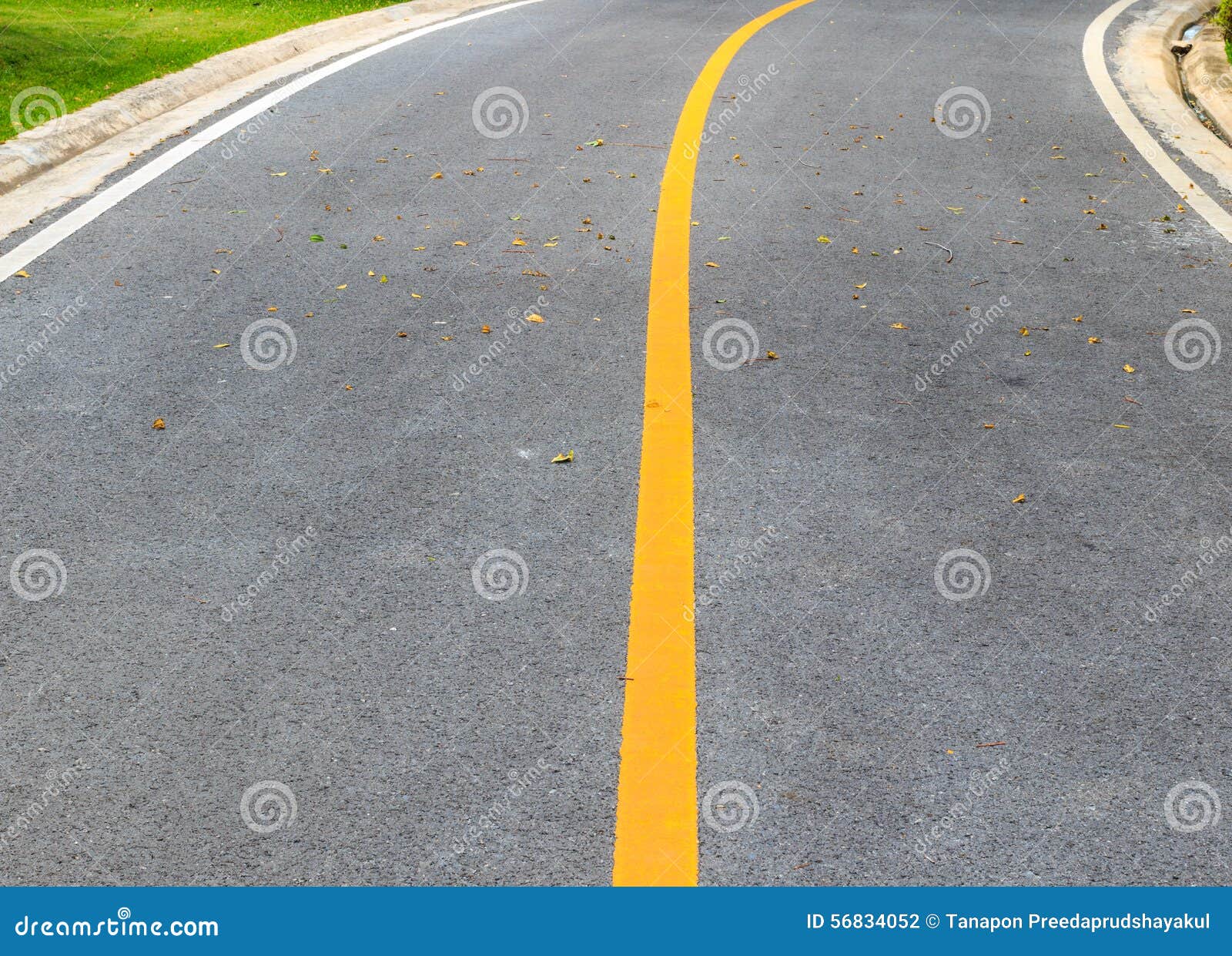 Road in park stock photo. Image of drive, nature, freedom - 56834052